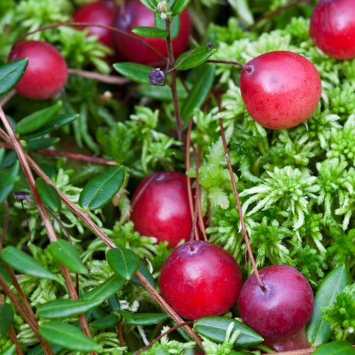 25 Native Fruit of Virginia - Feeding Appalachia