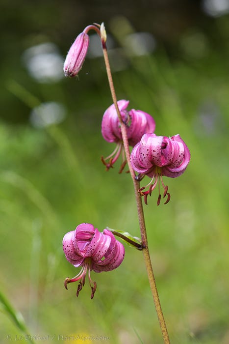 All the plants in the Alps - by Anne Thomas