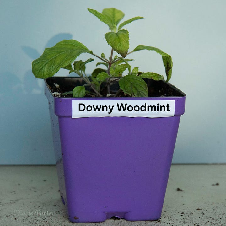 Downy Wood Mint - by Diane Porter - My Gaia