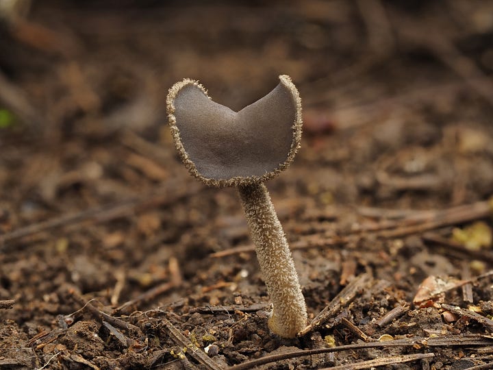 Mushrooms of the Central Highlands | Exploring Bidoup Nui Ba National Park