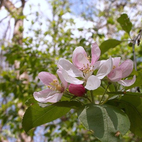 25 Native Fruit of Virginia - Feeding Appalachia