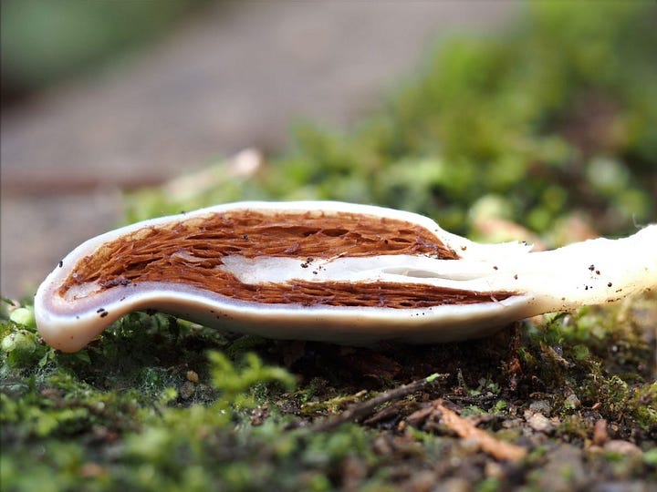 Unearthing the Colorful and Bizarre Pouch Fungi of New Zealand