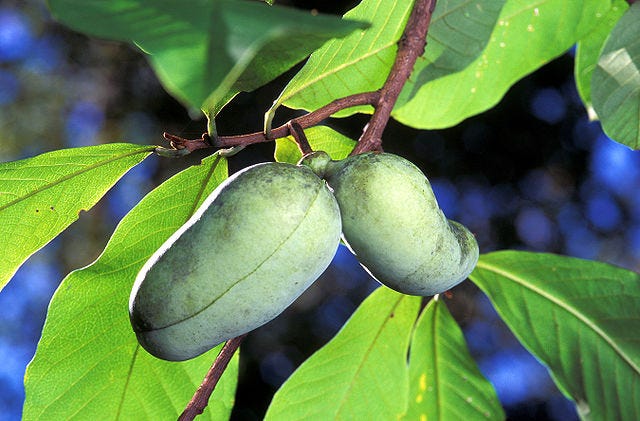 25 Native Fruit of Virginia - Feeding Appalachia