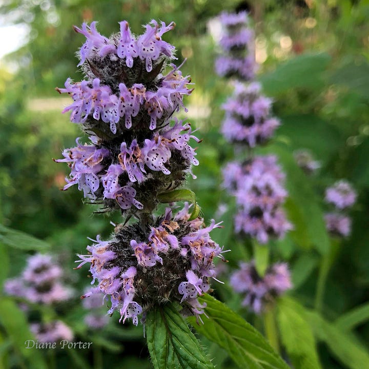 Downy Wood Mint - by Diane Porter - My Gaia