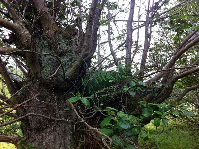 Alder and The Celtic Tree Calendar - by Amanda Claire Vesty