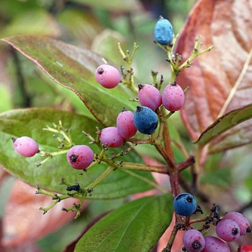25 Native Fruit of Virginia - Feeding Appalachia