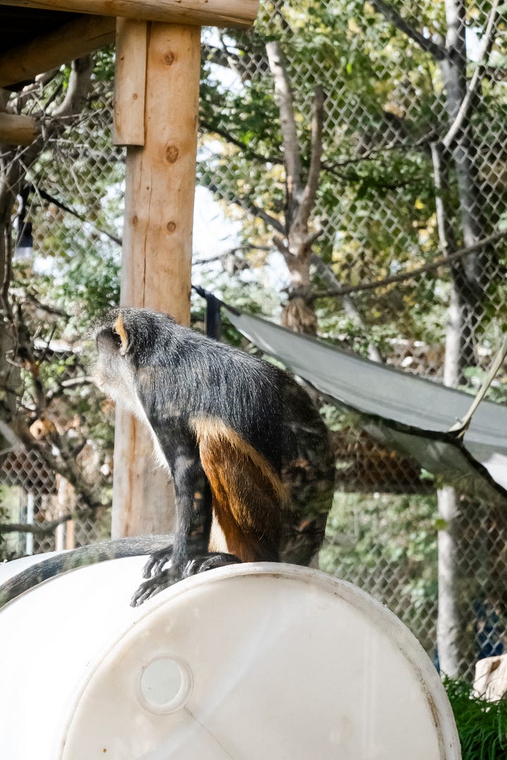 Reference Photos of Zoo Animals