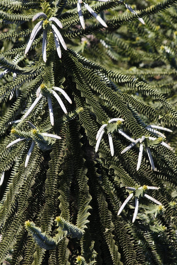Bunya Nut - by J.P. - Bush Food Forager