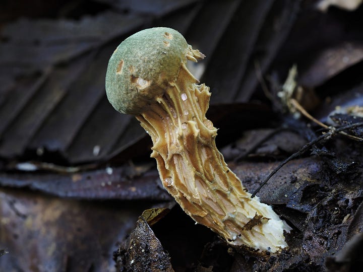 Monsoon Mushrooms: Two-Wheeled Adventures in Northern Thailand - Part III