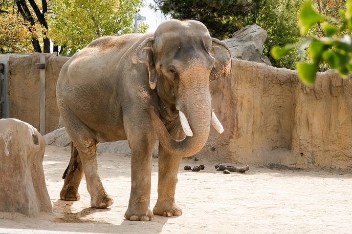 Reference Photos of Zoo Animals