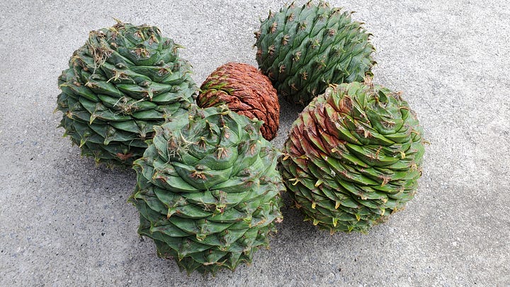 Bunya Nut - by J.P. - Bush Food Forager