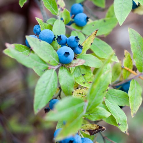 25 Native Fruit of Virginia - Feeding Appalachia