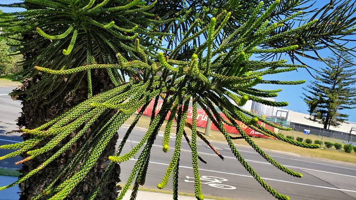 Bunya Nut - by J.P. - Bush Food Forager