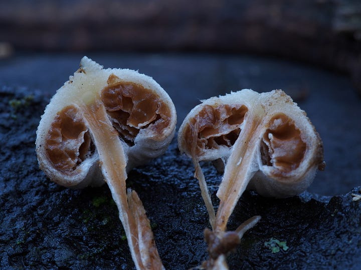 Unearthing the Colorful and Bizarre Pouch Fungi of New Zealand