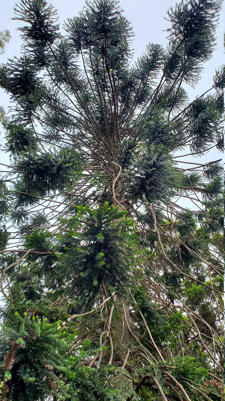 Bunya Nut - by J.P. - Bush Food Forager