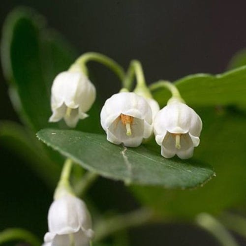 25 Native Fruit of Virginia - Feeding Appalachia