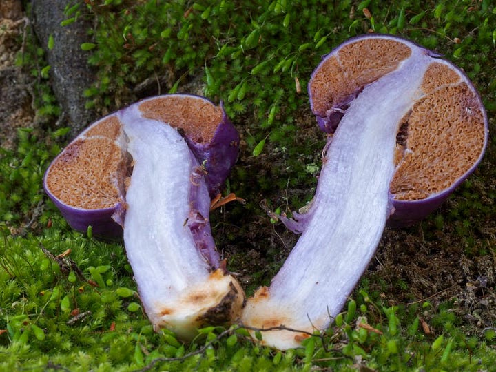 Unearthing the Colorful and Bizarre Pouch Fungi of New Zealand