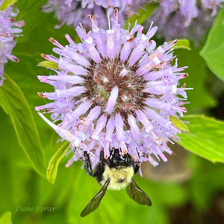 Downy Wood Mint - by Diane Porter - My Gaia