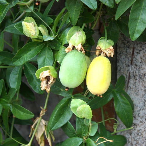 25 Native Fruit of Virginia - Feeding Appalachia