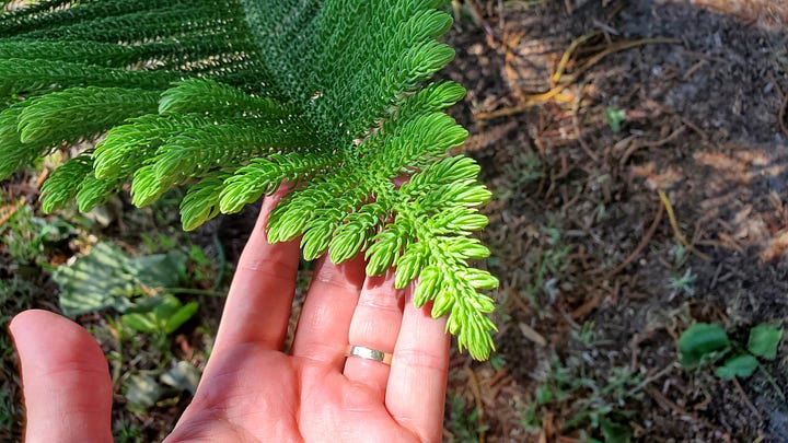 Bunya Nut - by J.P. - Bush Food Forager