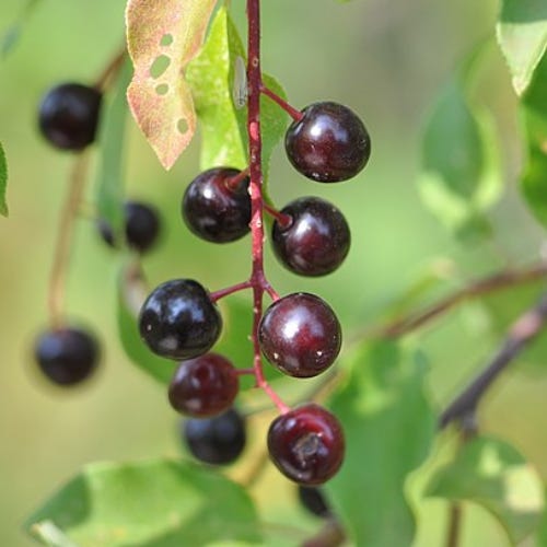 25 Native Fruit of Virginia - Feeding Appalachia