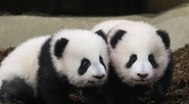 Pandas are Overrated. Choose Frogs Instead!