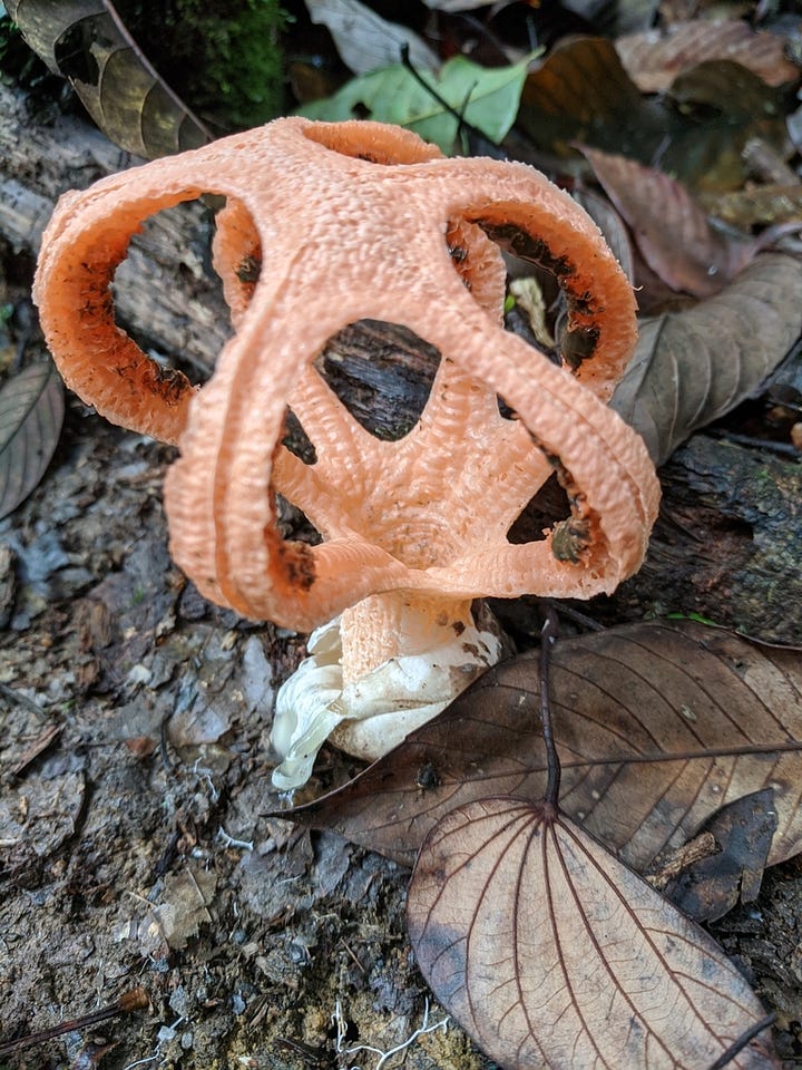 Mysteries in the Malaysian Forest: A Tour of Odd Mushrooms - Part I