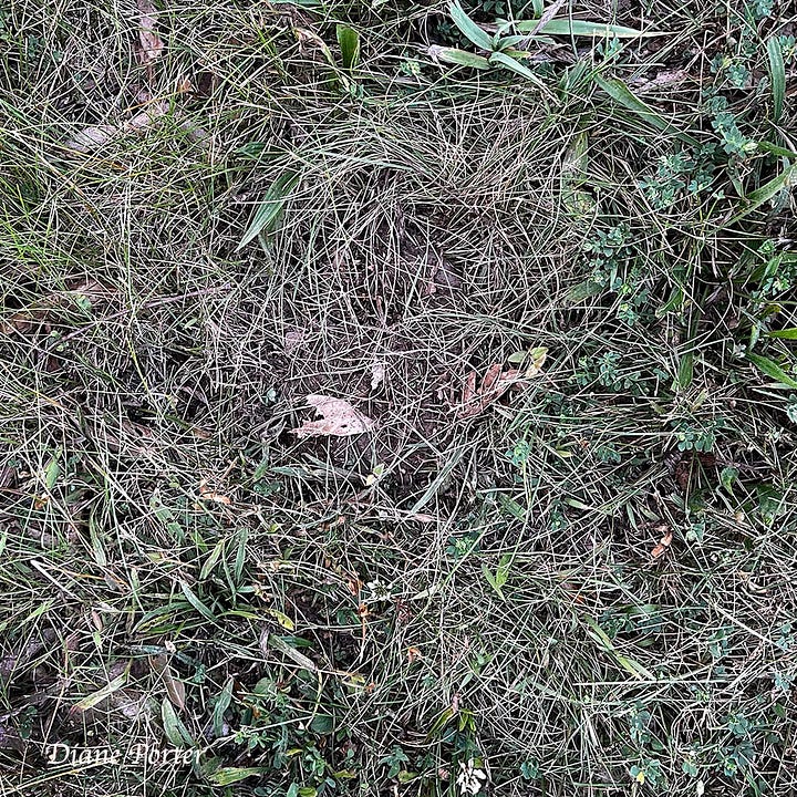 Painted Turtle Nest - by Diane Porter - My Gaia