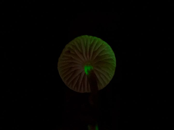 Glowing Unseen | A 2023 Roundup of Malaysian Bioluminescent Fungi Finds