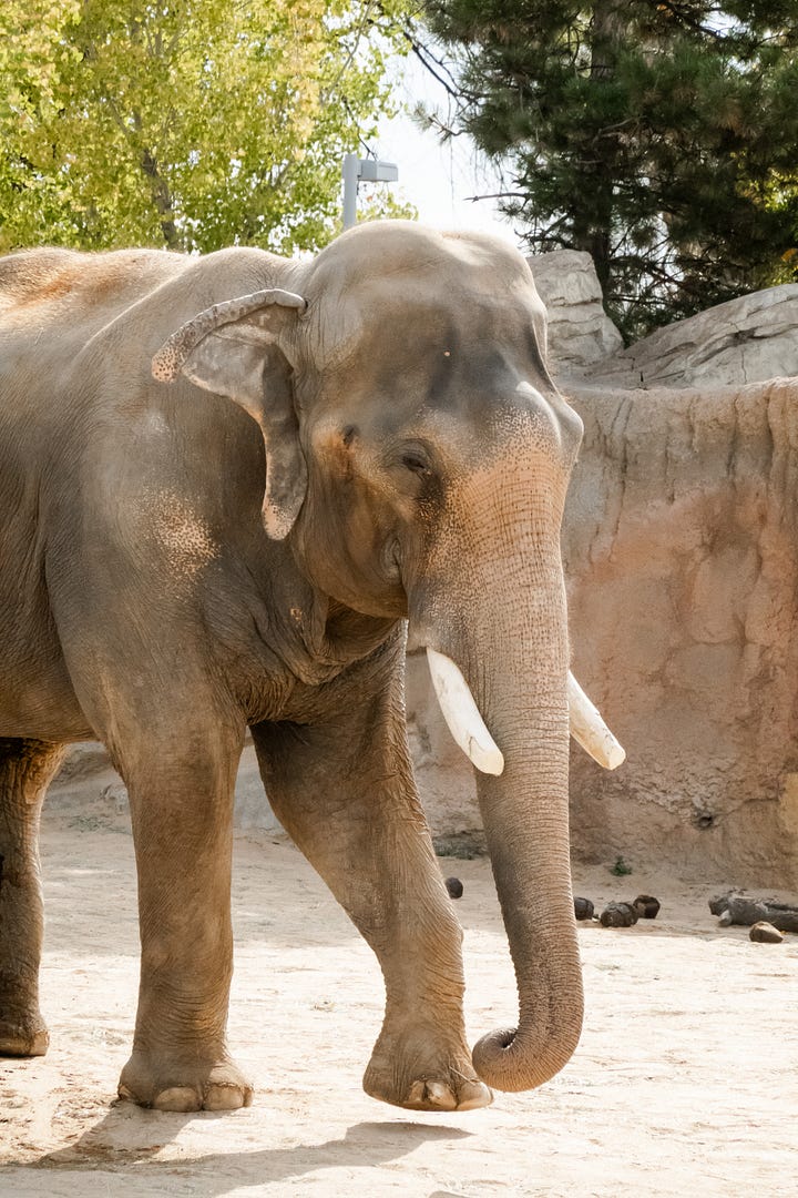 Reference Photos of Zoo Animals