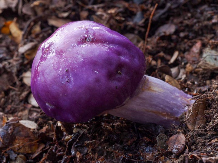 Unearthing the Colorful and Bizarre Pouch Fungi of New Zealand