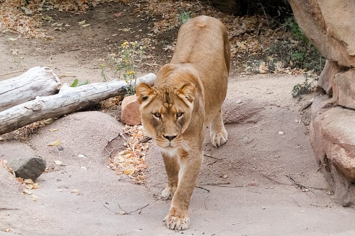 Reference Photos of Zoo Animals