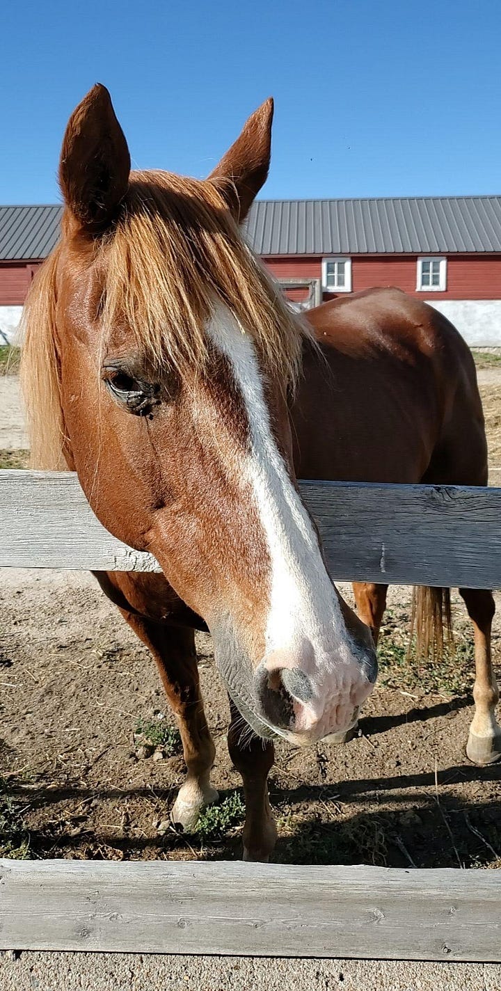 Introducing the Critters - by Darla Dwyer, DVM