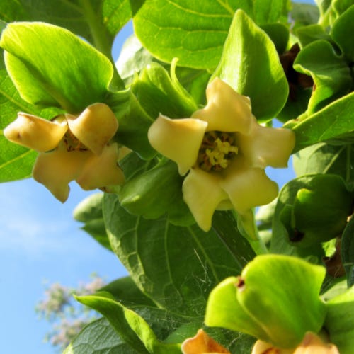 25 Native Fruit of Virginia - Feeding Appalachia