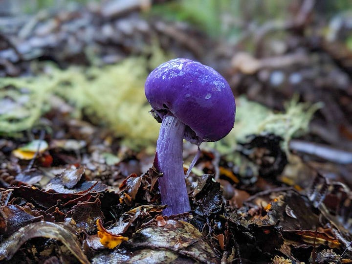 Unearthing the Colorful and Bizarre Pouch Fungi of New Zealand