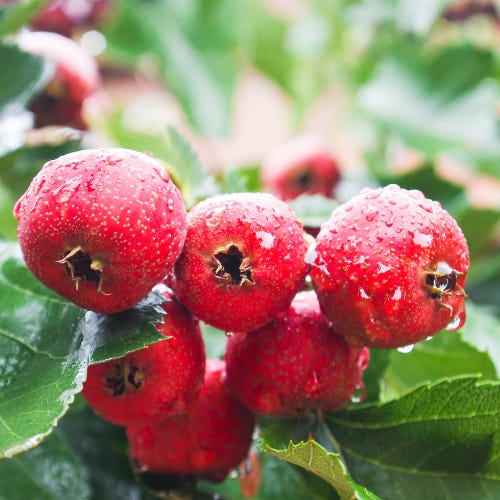 25 Native Fruit of Virginia - Feeding Appalachia