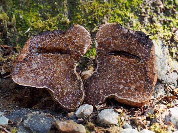 Unearthing the Colorful and Bizarre Pouch Fungi of New Zealand