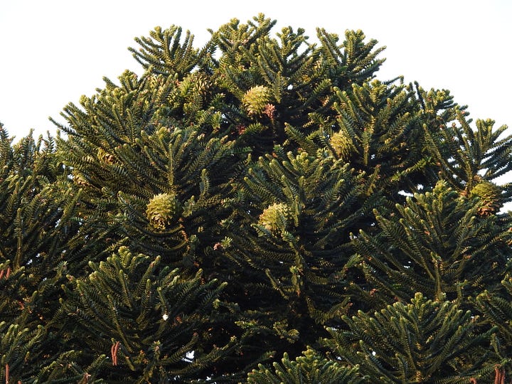 Bunya Nut - by J.P. - Bush Food Forager