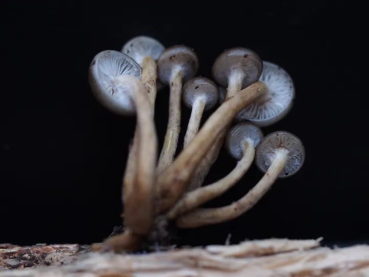 Nature's Nightlights: A Journey Through New Zealand's Glowing Mushroom ...