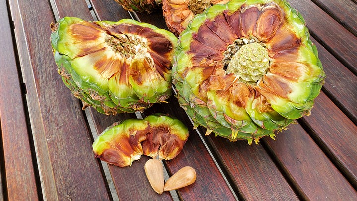Bunya Nut - by J.P. - Bush Food Forager
