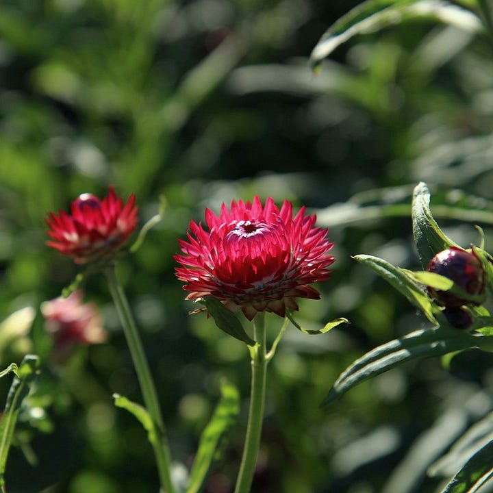 A harvest of colour and forms - by Lou Jackson