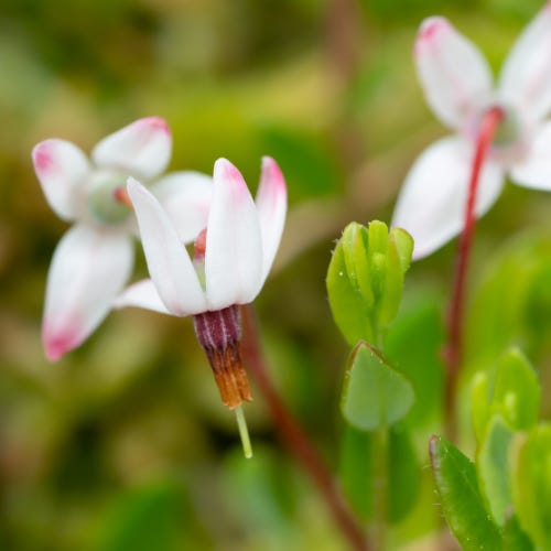 25 Native Fruit of Virginia - Feeding Appalachia
