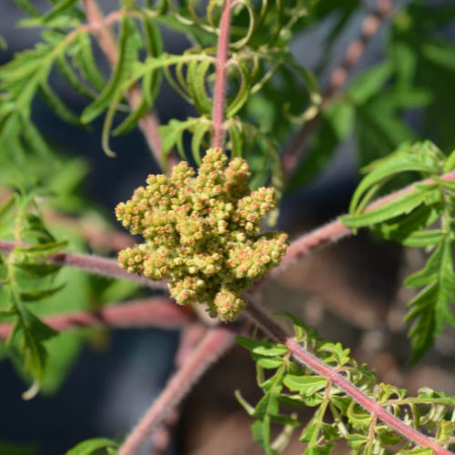 25 Native Fruit of Virginia - Feeding Appalachia