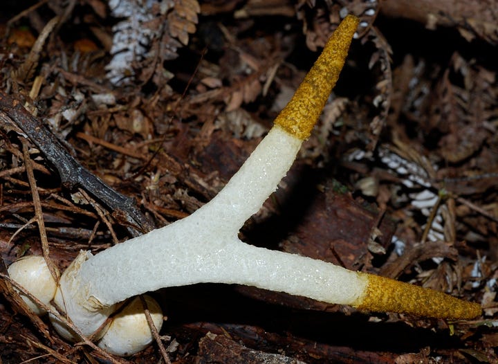 Mysteries in the Malaysian Forest: A Tour of Odd Mushrooms - Part I