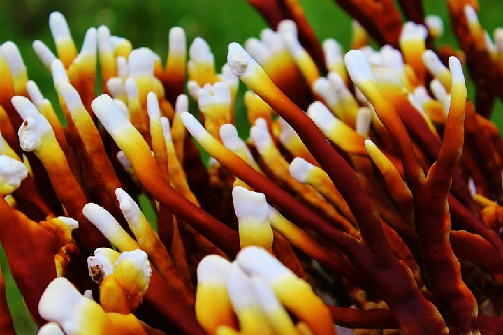 Fungal Inferno: An Encounter With Poison Fire Coral