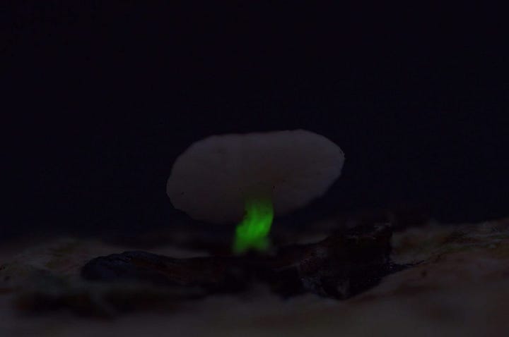 How to Capture Bioluminescent Mushroom Photos: A Comprehensive Guide