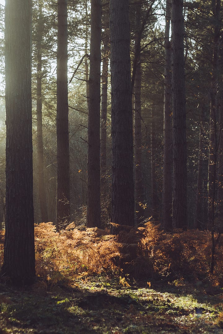Photography Niches: Do they matter? - by Morgan Farrar