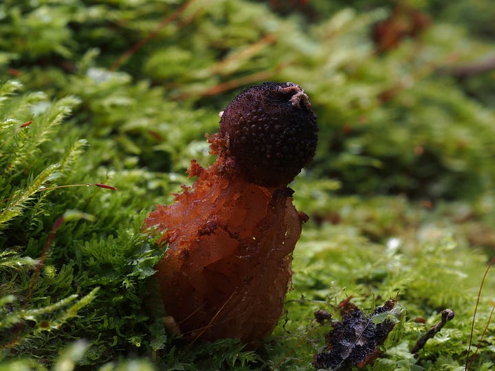 Unearthing the Colorful and Bizarre Pouch Fungi of New Zealand
