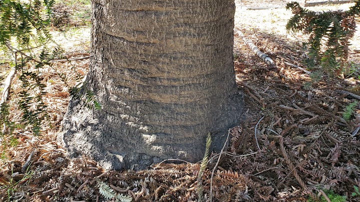 Bunya Nut - by J.P. - Bush Food Forager