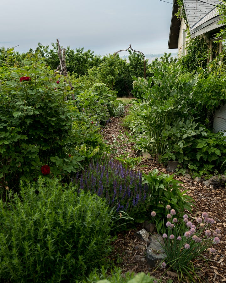 June Cottage Garden Tour — The Elliott Homestead